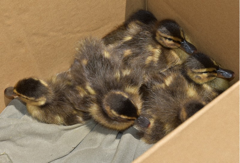 Southwest Japan bakery a sitting duck as baby birds plunge to the ...