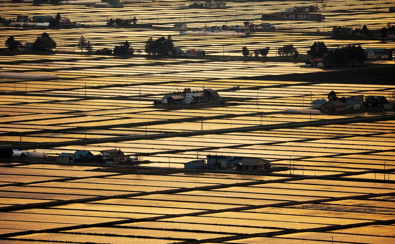 Japan Photo Journal: Fields of gold - The Mainichi