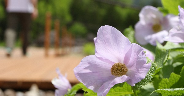 Japan Photo Journal: Perfect poppies - The Mainichi