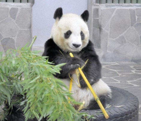 Bamboo brigade reflects on 20 yrs. preparing food for outgoing panda at ...