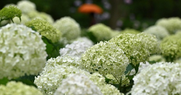 In Photos: 5,000 white hydrangeas welcome visitors at west Japan ...