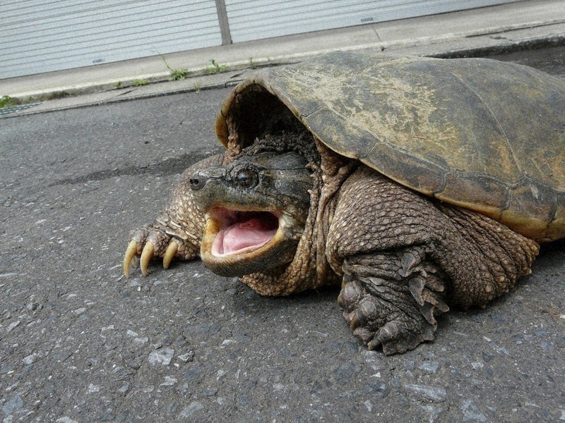 Invasive snapping turtle numbers falling in east Japan pref. after ...