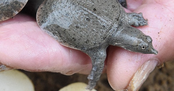 Japan Photo Journal: Delicate delicacies - The Mainichi