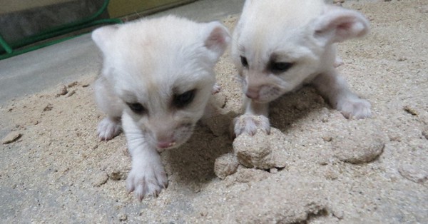 Central Japan zoo welcomes wave of bouncing baby additions to its ...