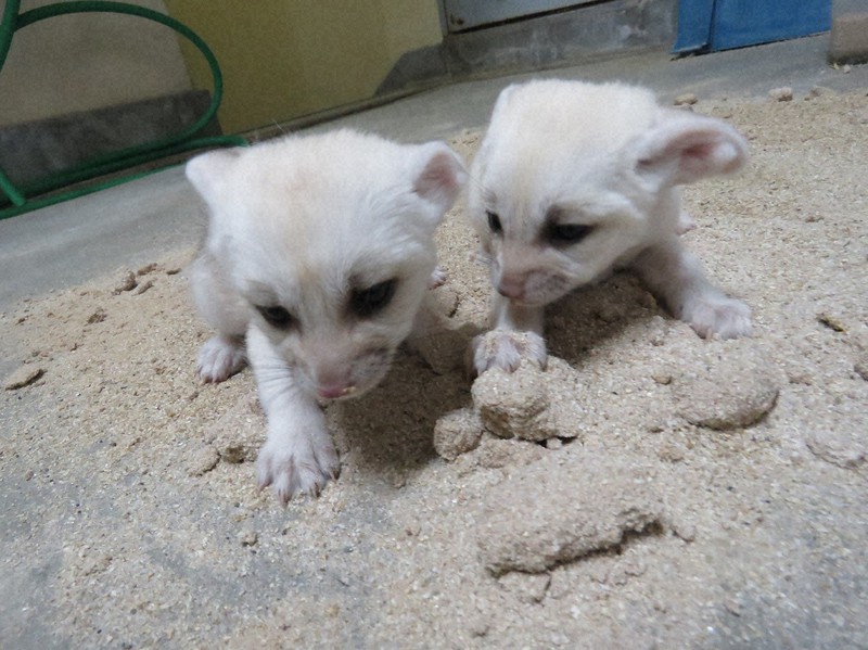 Central Japan zoo welcomes wave of bouncing baby additions to its ...