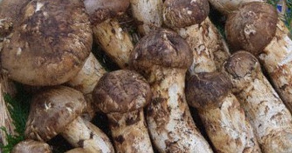 Japanese delicacy matsutake mushrooms added to IUCN Red List of at-risk ...