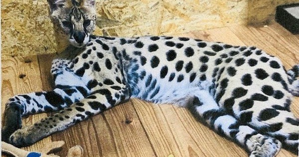 Escaped wildcat captured in central Japan after 17 days on loose - The ...