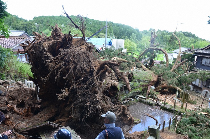 Torrential rain likely caused giant, sacred cedar tree to tumble over ...