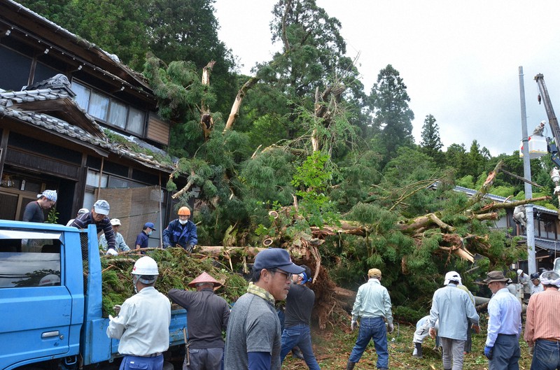 Torrential rain likely caused giant, sacred cedar tree to tumble over ...