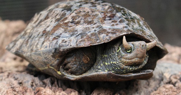 Turtle with 'horns' on eyelids awaits spike in visitors to central ...