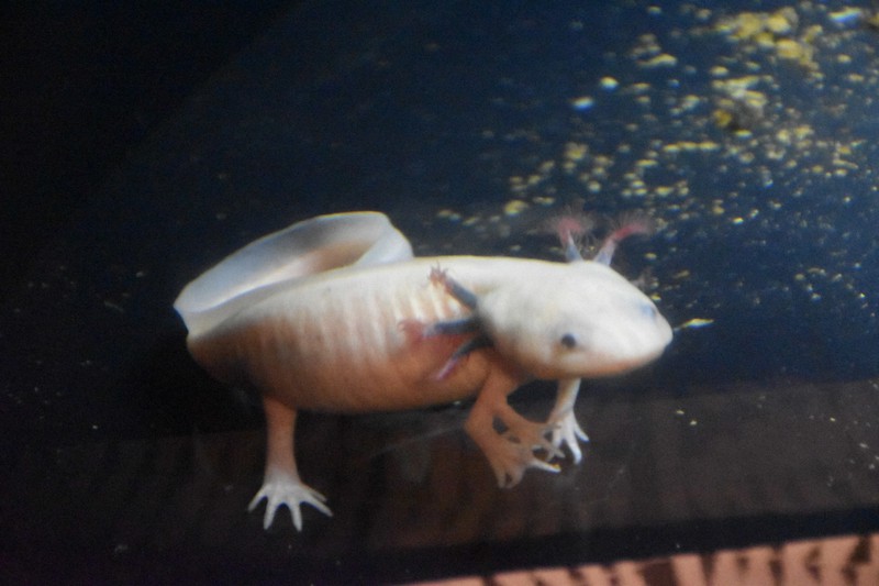 Funky amphibian exhibition wows, educates visitors to central Japan ...