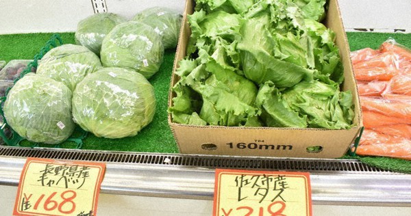 Rains cause lettuce price to spike from 60 to 300 yen per kilo in Japan ...