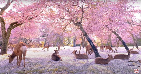 Nara photographer's video of deer among pink sakura flowers a heavenly ...