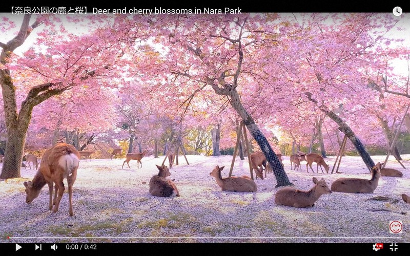 Nara photographer's video of deer among pink sakura flowers a heavenly ...
