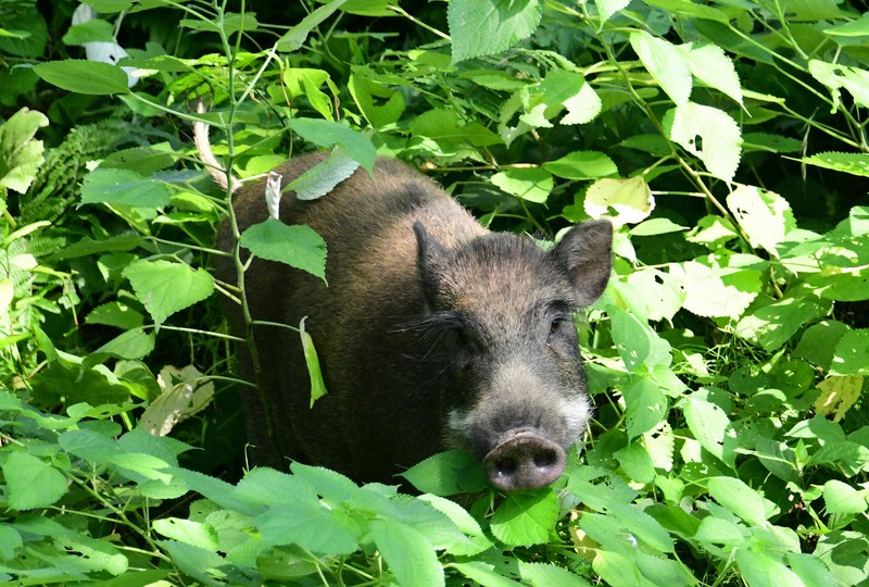 Wild boar leads police on hours-long chase through southwest Japan city ...