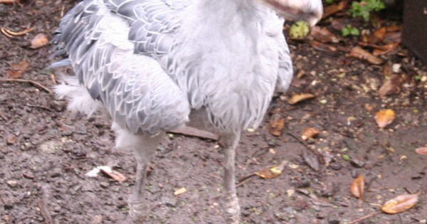 Bill the shoebill, believed to be world's oldest, dies at central Japan ...