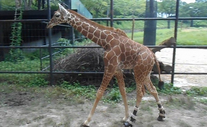 Custom leg harnesses get disabled baby giraffe on her feet at Hiroshima ...