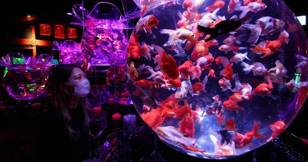 New permanent museum puts 30,000 goldfish on eye-popping display in ...