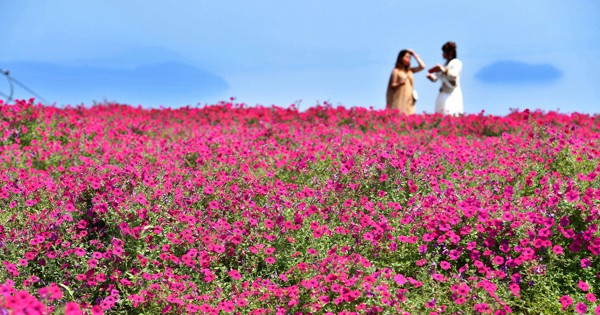 Japan Photo Journal: Carpet of pink - The Mainichi