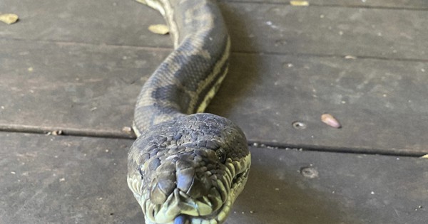 2 pythons weighing 100 pounds collapse ceiling in Australia - The Mainichi