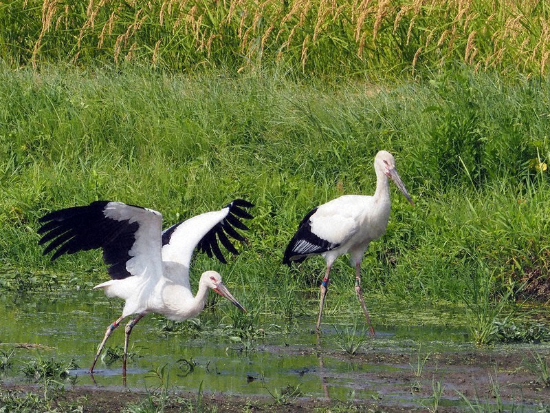 First wild Oriental storks born in east Japan wetland get special ...