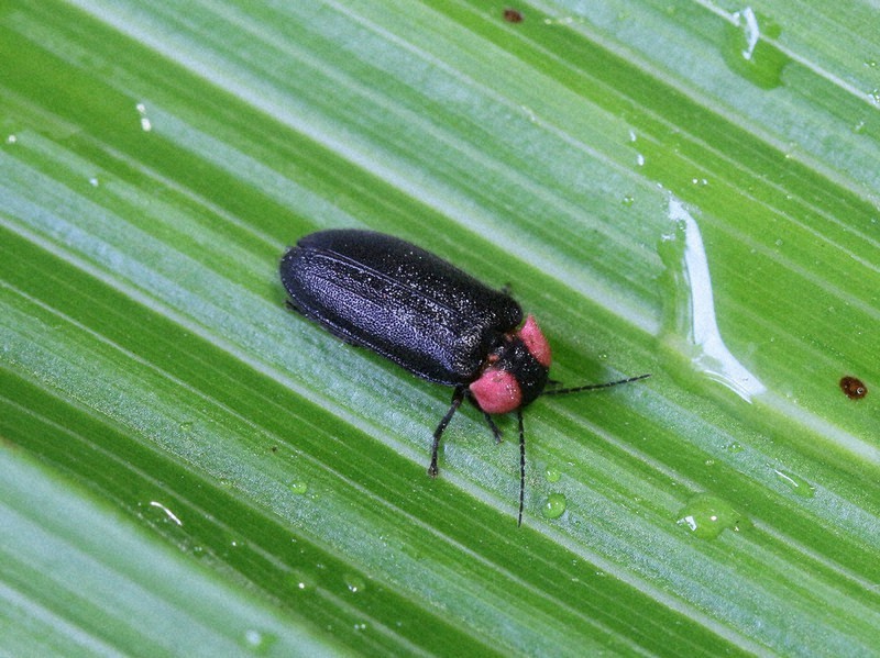 Central Japan city poised to protect fireflies, ban herbicide use in ...