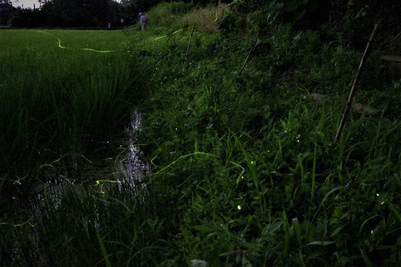 Central Japan city poised to protect fireflies, ban herbicide use in ...