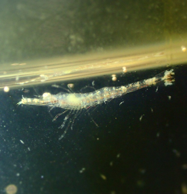 Green tiger prawns cultivated from eggs for first time in east Japan ...