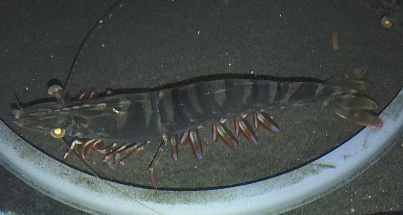 Green tiger prawns cultivated from eggs for first time in east Japan ...