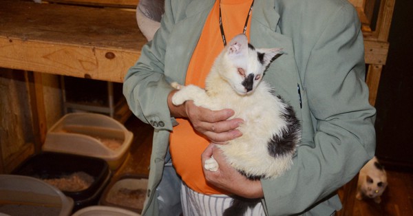 Cat hoarding case in central Japan spotlights gaps in animal care ...