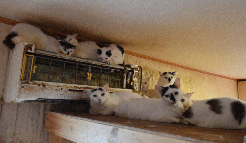 Cat hoarding case in central Japan spotlights gaps in animal care ...