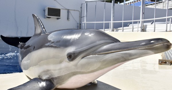 Dolphin in SW Japan aquarium breaks domestic record for longest time in ...