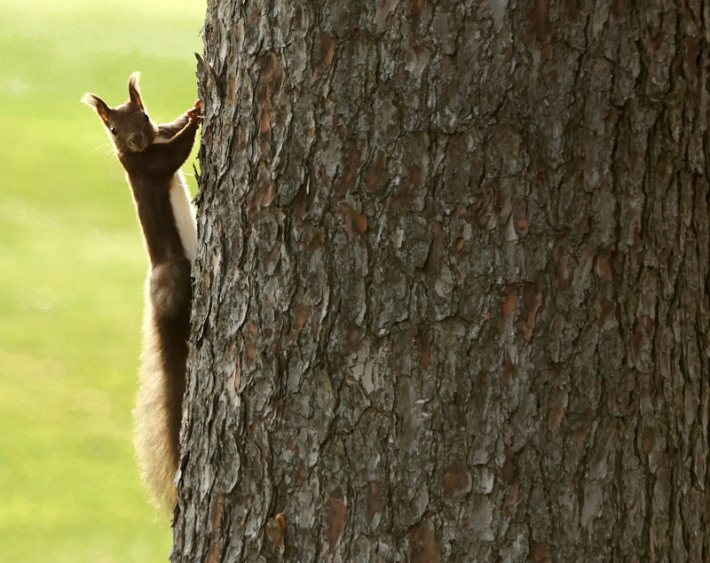 In Photos: Hokkaido squirrel hunts for food among fall foliage in ...