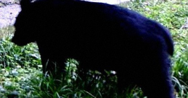 Recent Japan bear attacks partly due to new generation unafraid of ...