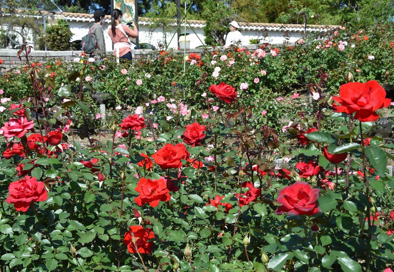 Japan Photo Journal: Rose pose - The Mainichi