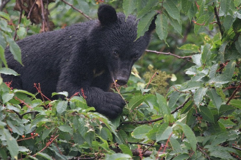 News Navigator: Why are bears appearing in residential areas across ...