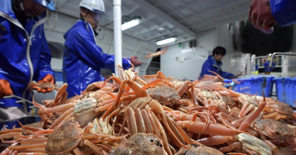 Japan Photo Journal: Fishing season for snow crabs begins in Japan ...