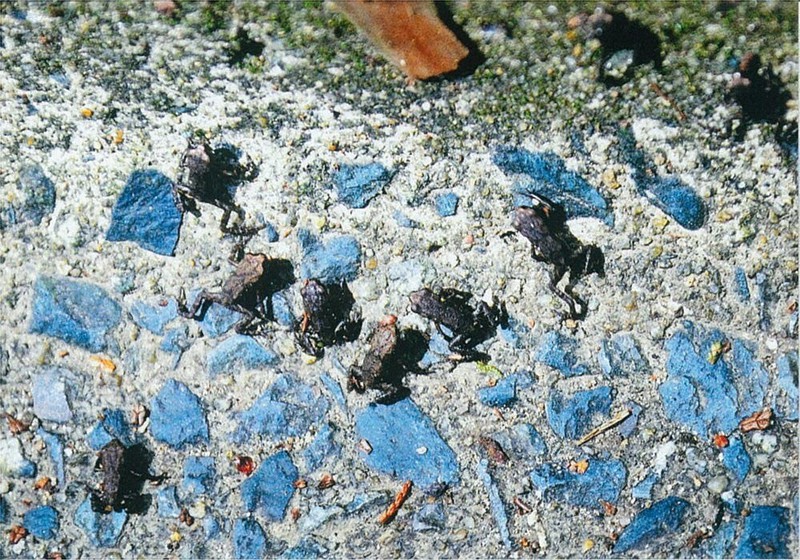 Japanese city's mountain-climbing toads named residents' heritage - The ...