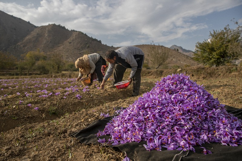From a flower in Kashmir comes a precious spice, saffron - The Mainichi