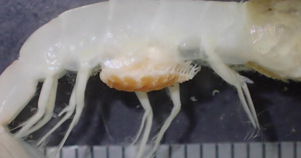 'Hot water bottle' parasite on shrimp identified as new species by ...