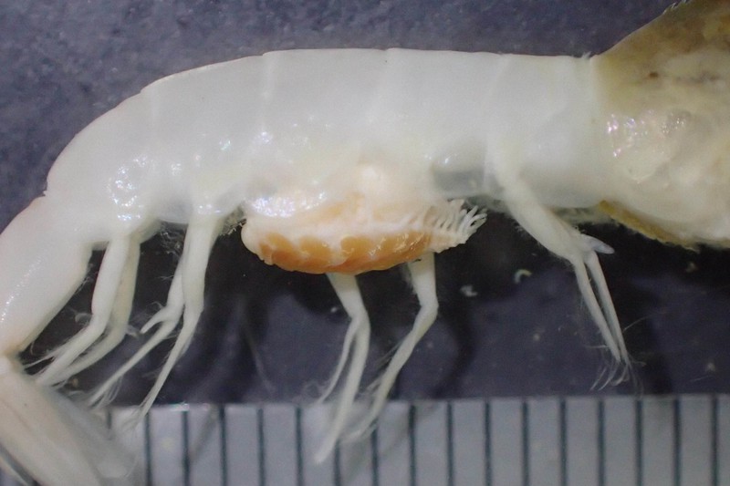 'Hot water bottle' parasite on shrimp identified as new species by ...
