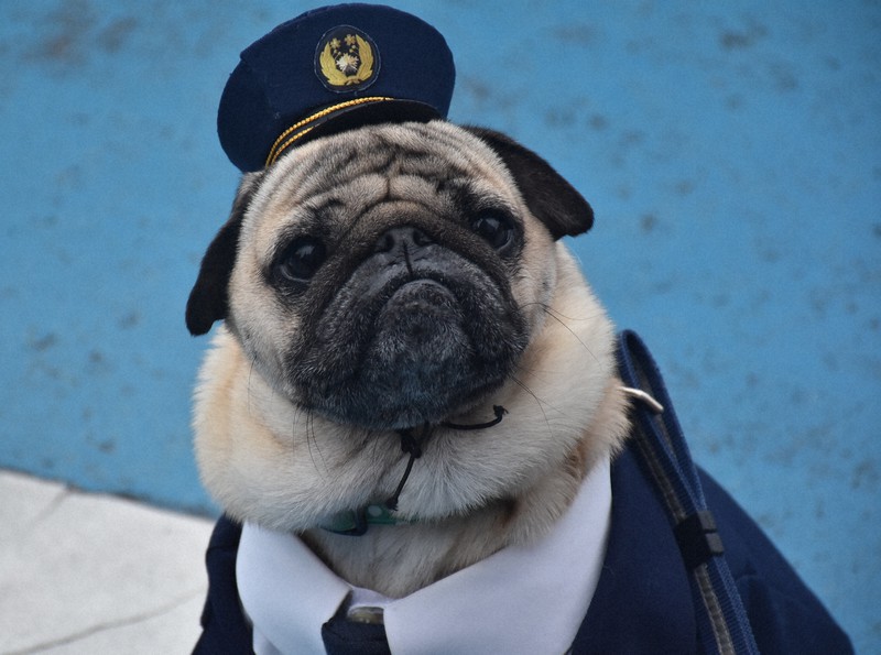 In Photos: Popular pug dog becomes face of Japan police station ...