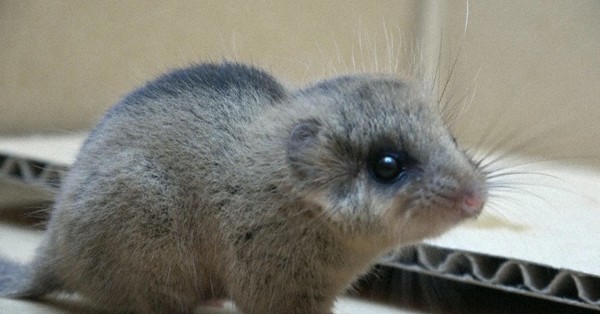 Elusive 'forest fairy' Japanese dormouse found in southwest Japan food ...
