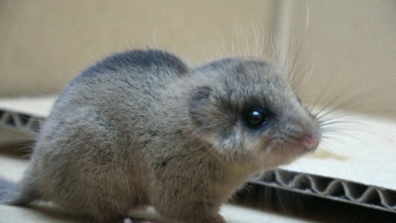 Elusive 'forest fairy' Japanese dormouse found in southwest Japan food ...