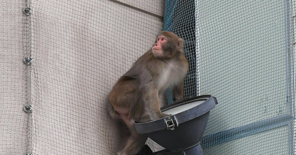 In Photos: Rogue monkey causes commotion in southwest Japan city - The ...