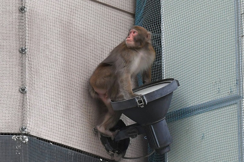 In Photos: Rogue monkey causes commotion in southwest Japan city - The ...