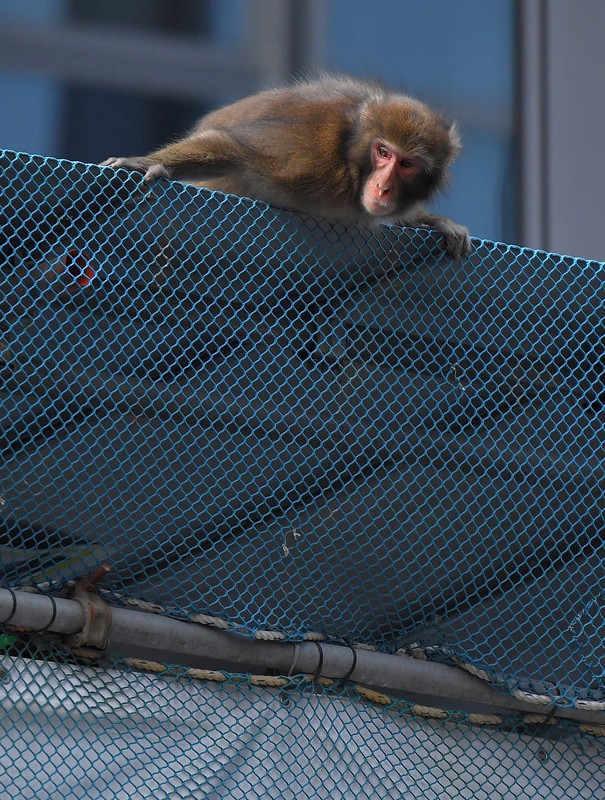 In Photos: Rogue monkey causes commotion in southwest Japan city - The ...