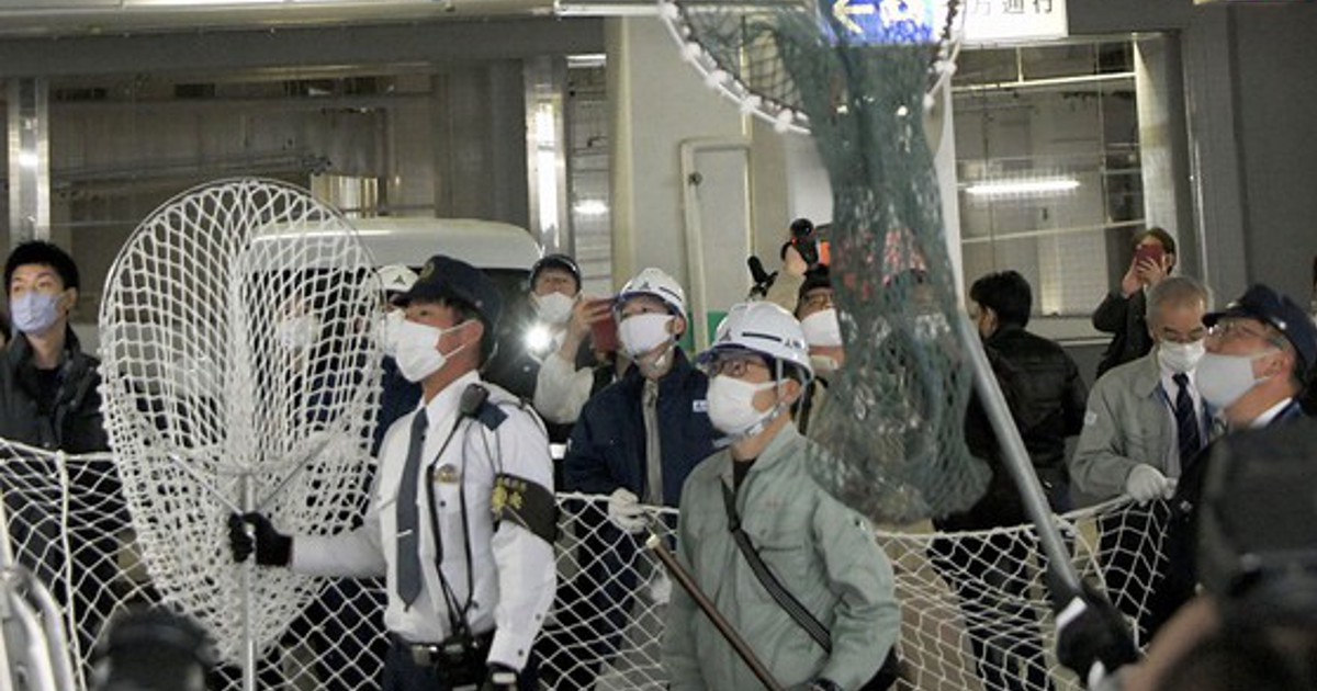 In Photos: Rogue monkey causes commotion in southwest Japan city - The ...