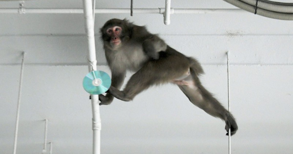 In Photos: Rogue monkey causes commotion in southwest Japan city - The ...