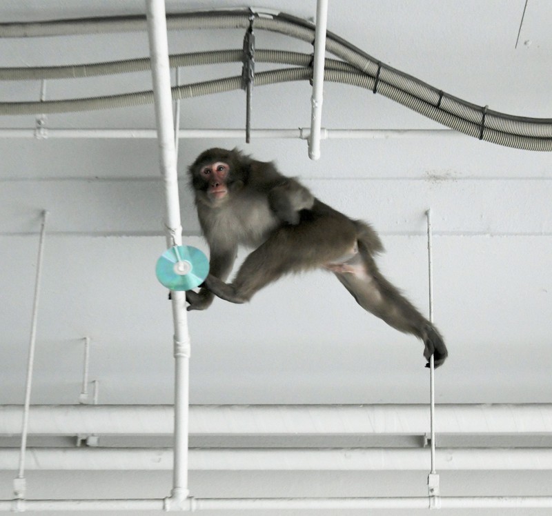In Photos: Rogue monkey causes commotion in southwest Japan city - The ...